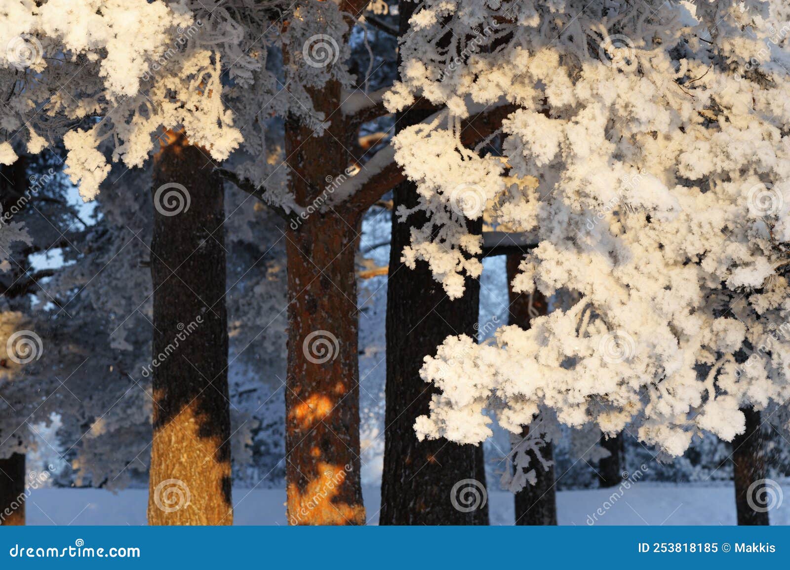 Snow Covered Pine Trees in a Cold Winter Day Stock Image - Image of ...