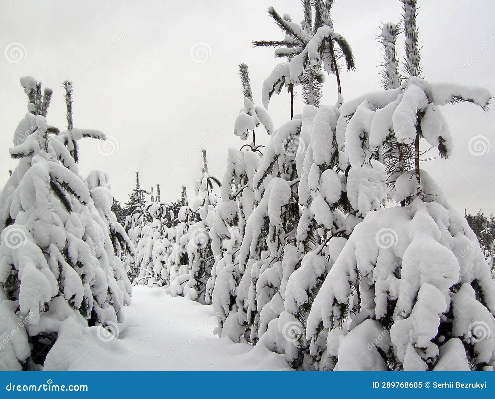 Snow-covered Pine Trees in a Dense Winter Forest with Heavy Branches in ...