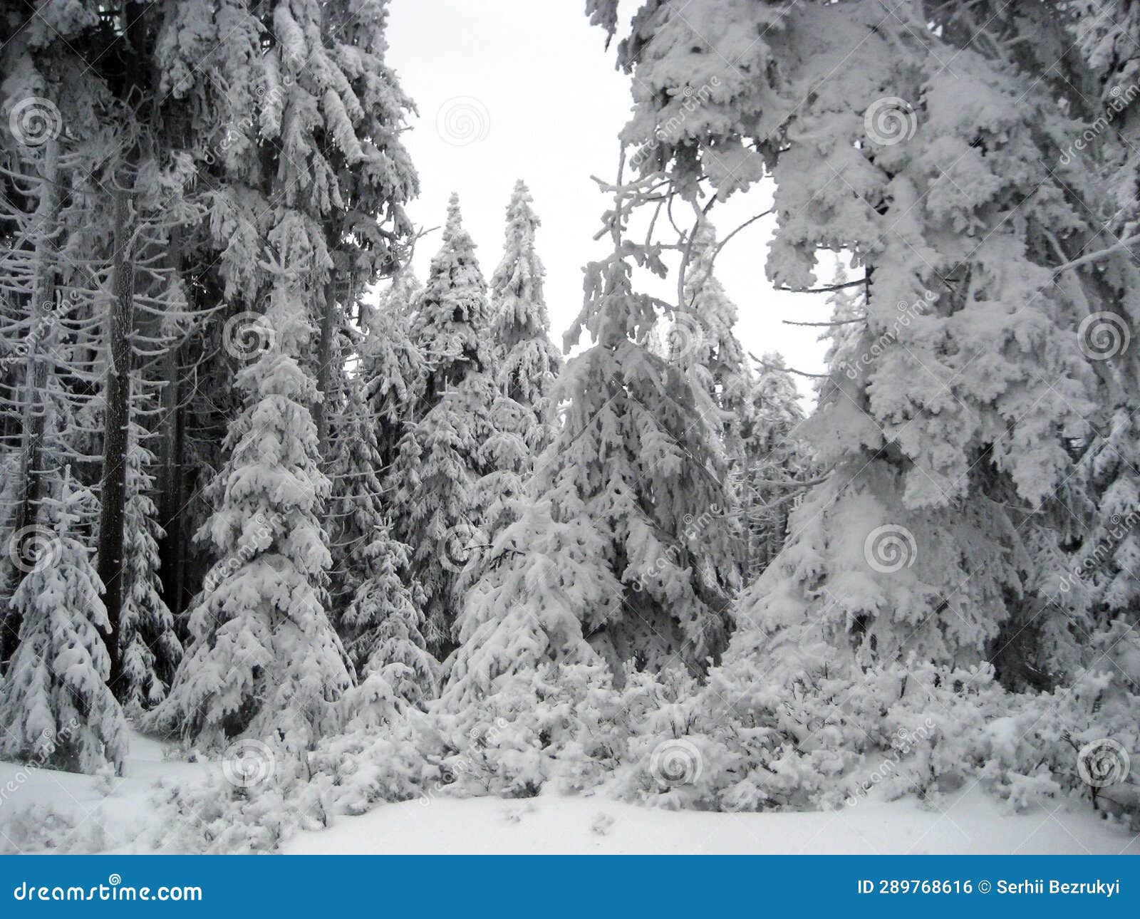 Snow-covered Pine Trees in a Dense Winter Forest with Heavy Branches in ...