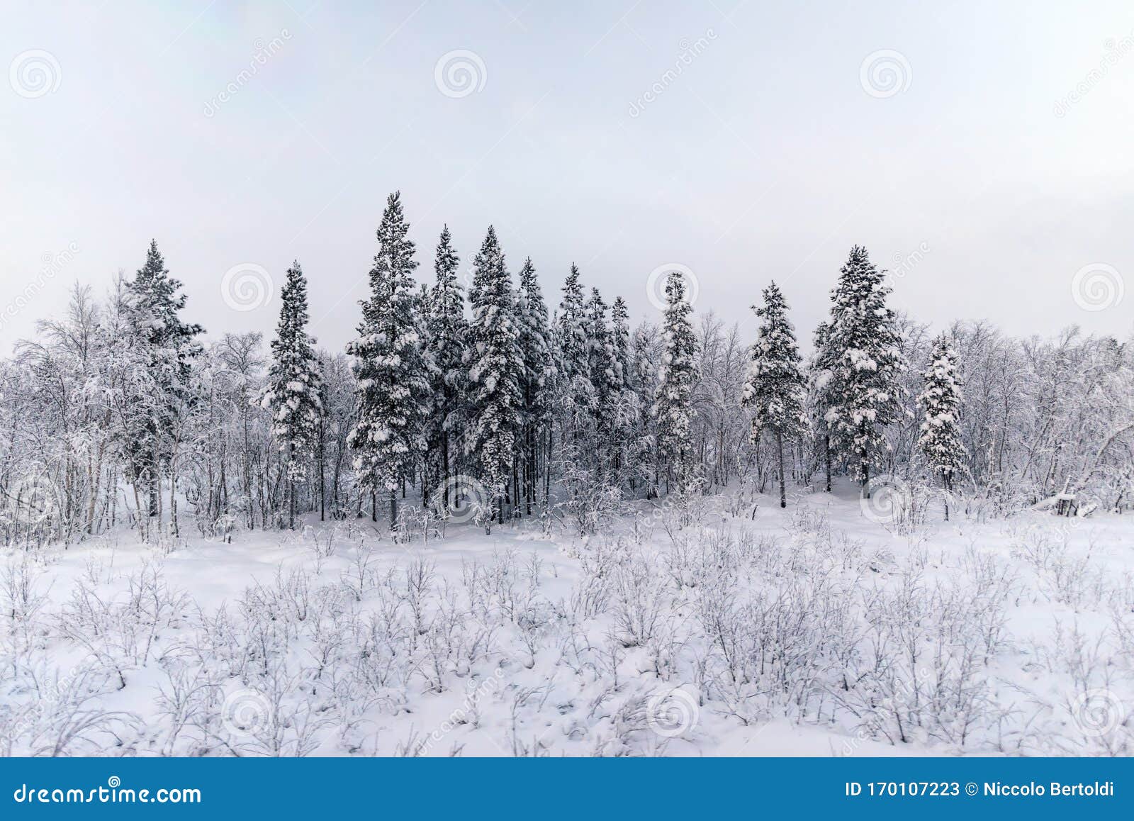 Snow Covered Pine Trees at the Edge of a Forest in an almost Black and ...