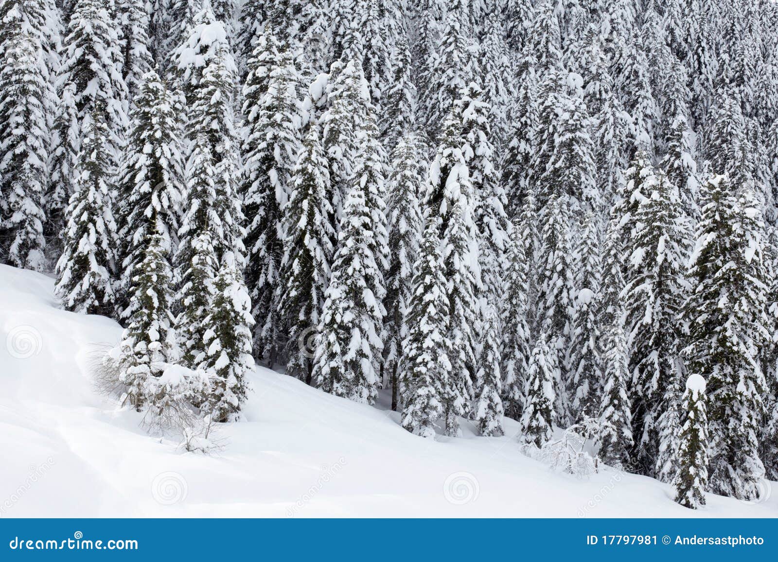 Snow Covered Pine Trees Forest Stock Image - Image of forest, landscape ...