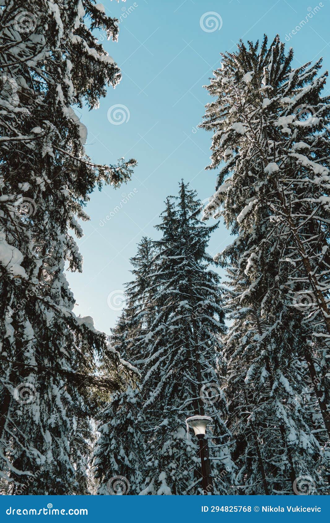 Snow Covered Pine Trees on Mountain Stock Photo - Image of beautiful ... Snow Covered Pine Trees on Mountain Stock Photo - Image of beautiful ...