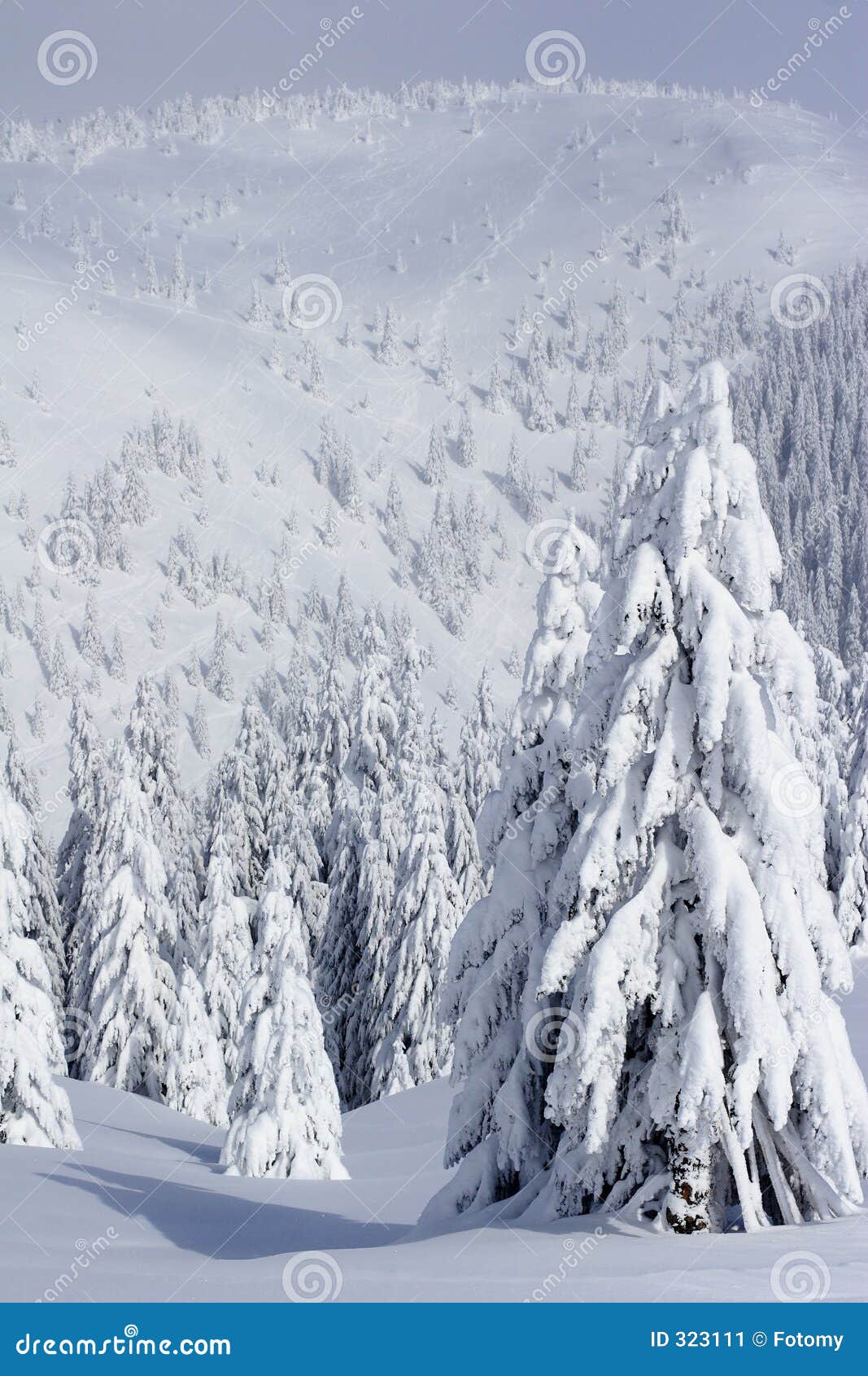 Snow Covered Pine Trees in Mountains Stock Image - Image of snow ...