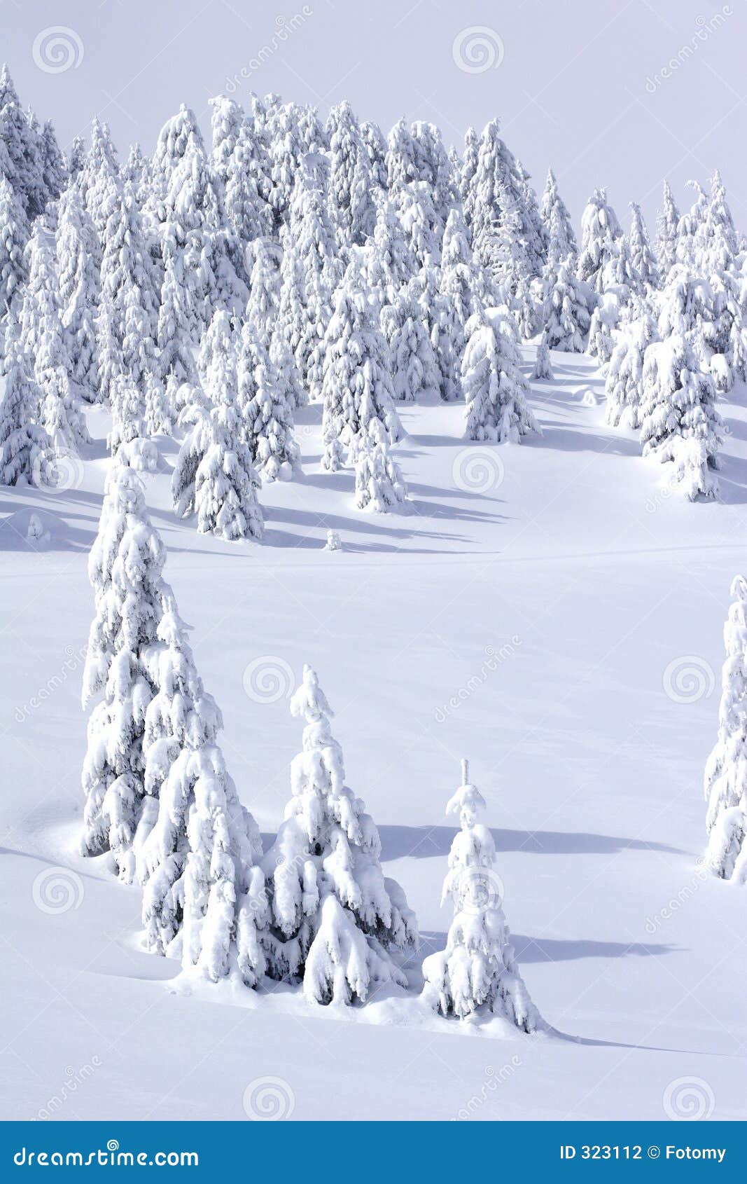 Snow Covered Pine Trees in Mountains Stock Photo - Image of sport ...