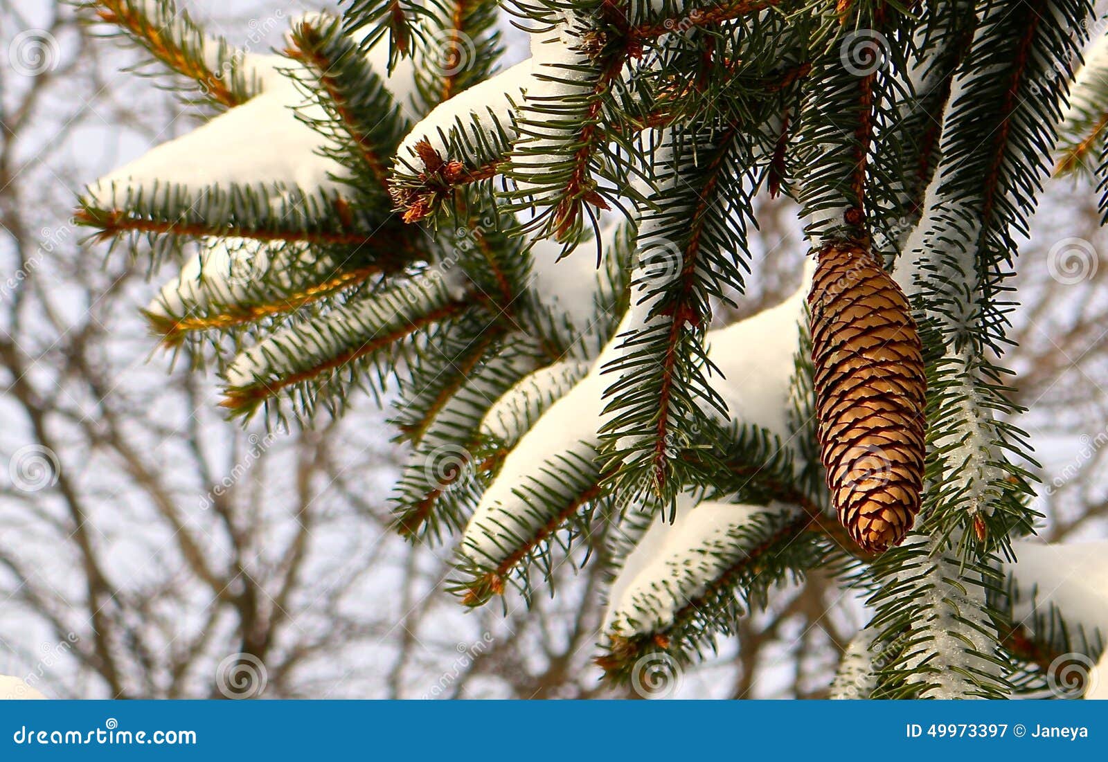 Pine cones covered in snow stock image. Image of branches - 49973397