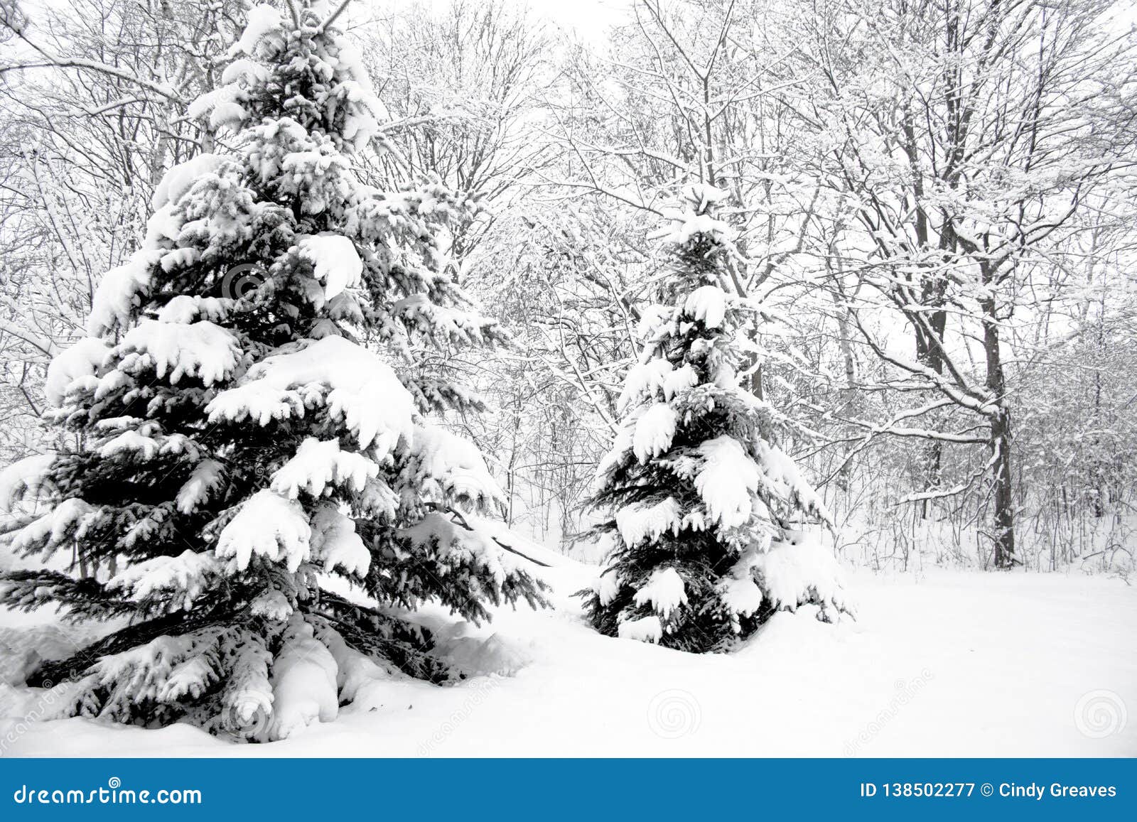 Snow Covered Pine Trees after Snow Storm Stock Image - Image of ...