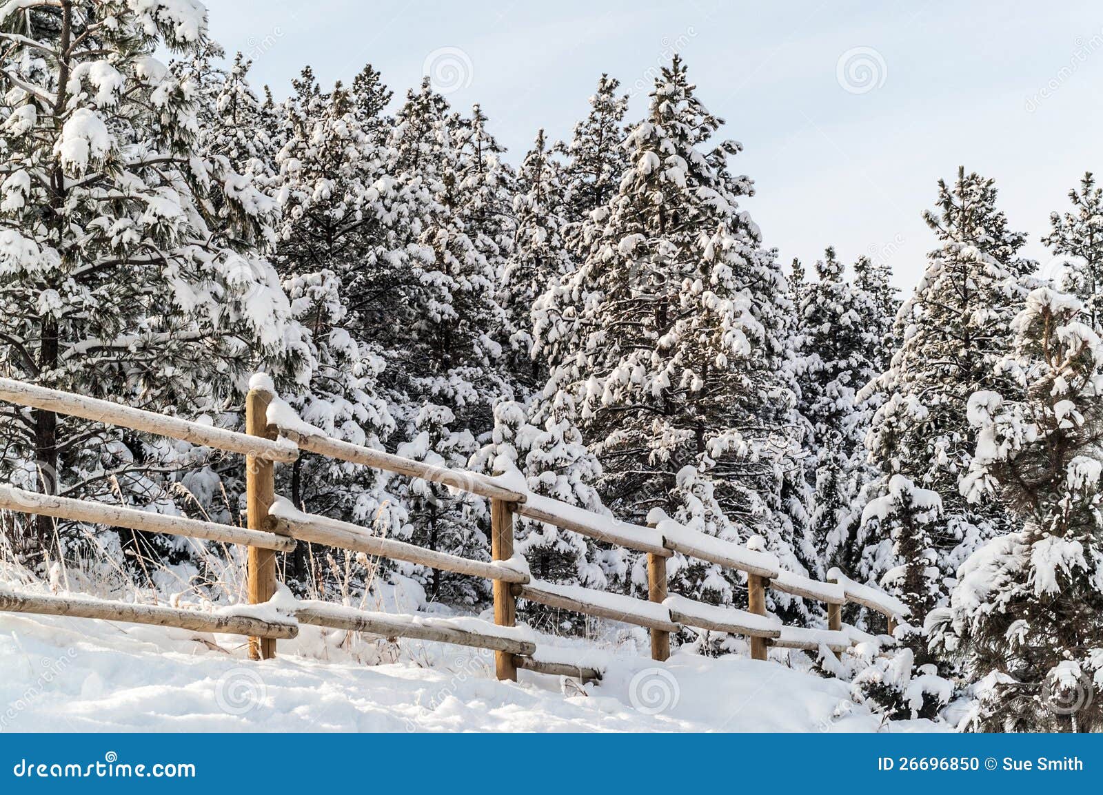 Snow-covered Pines stock photo. Image of fences, seasonal - 26696850
