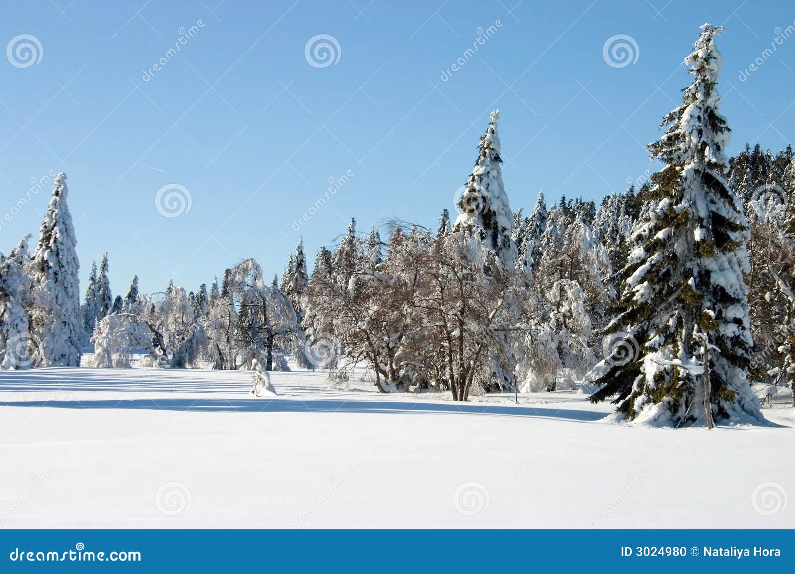 Snow covered pines stock photo. Image of coniferous, tranquil - 3024980