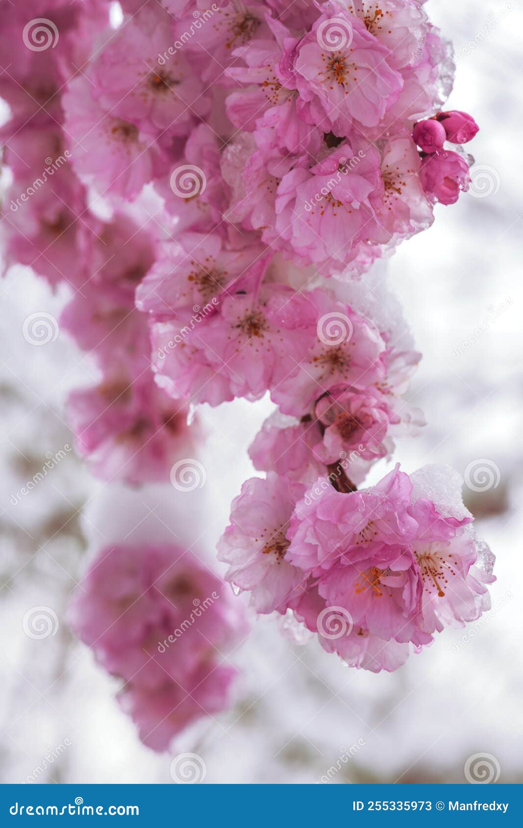 Snow Covered Pink Cherry Blossoms Stock Image - Image of pollen, petal ...