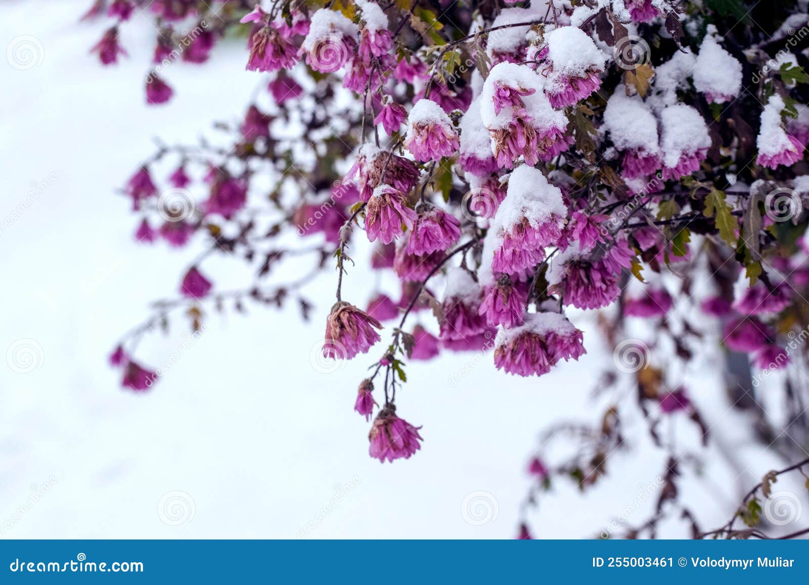 Snow-covered Pink Chrysanthemums at the Beginning of Winter Stock Image ...