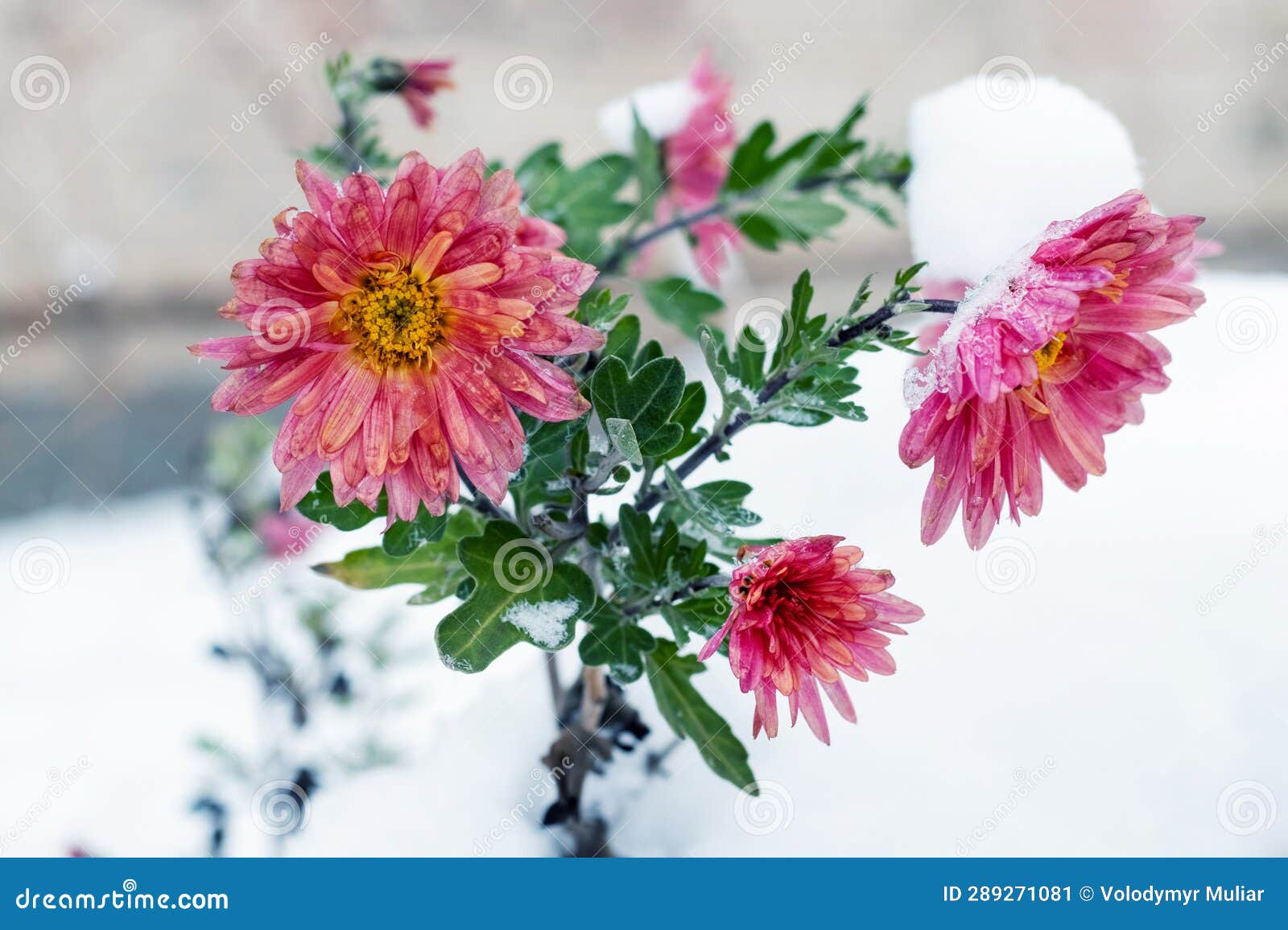 Snow-covered Pink Chrysanthemums in the Garden after a Snowfall Stock ...