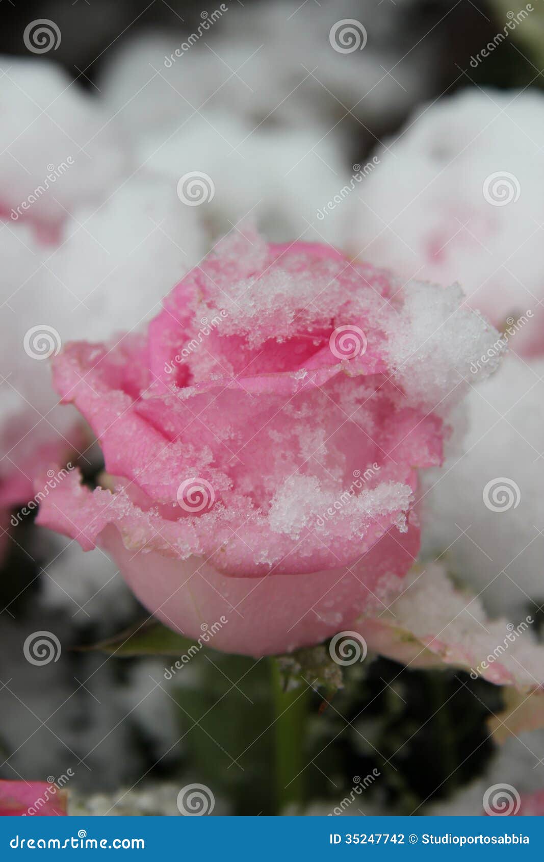 Snow covered pink rose stock photo. Image of flake, leaf - 35247742