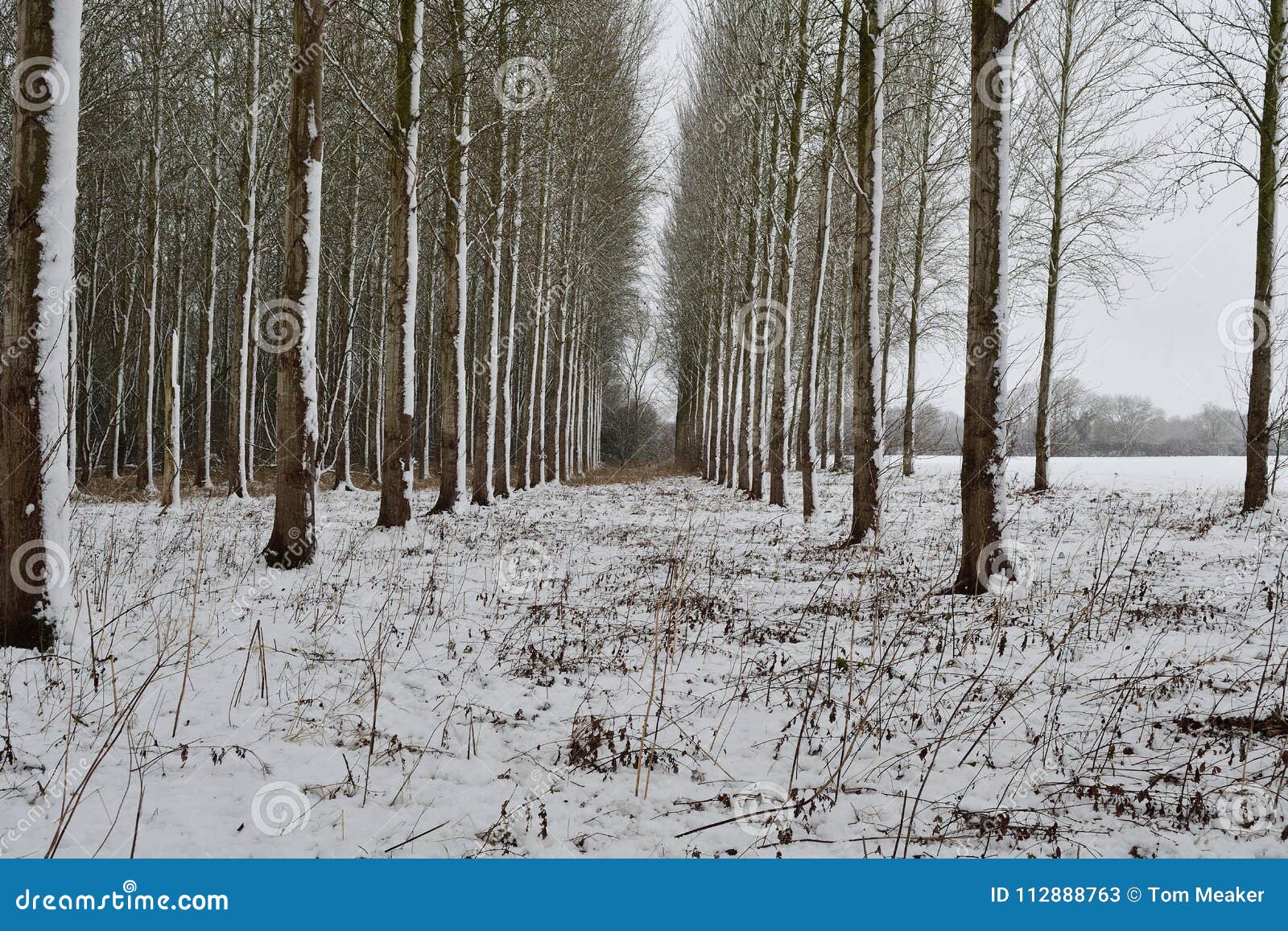 Snow covered poplar trees stock image. Image of scenery - 112888763