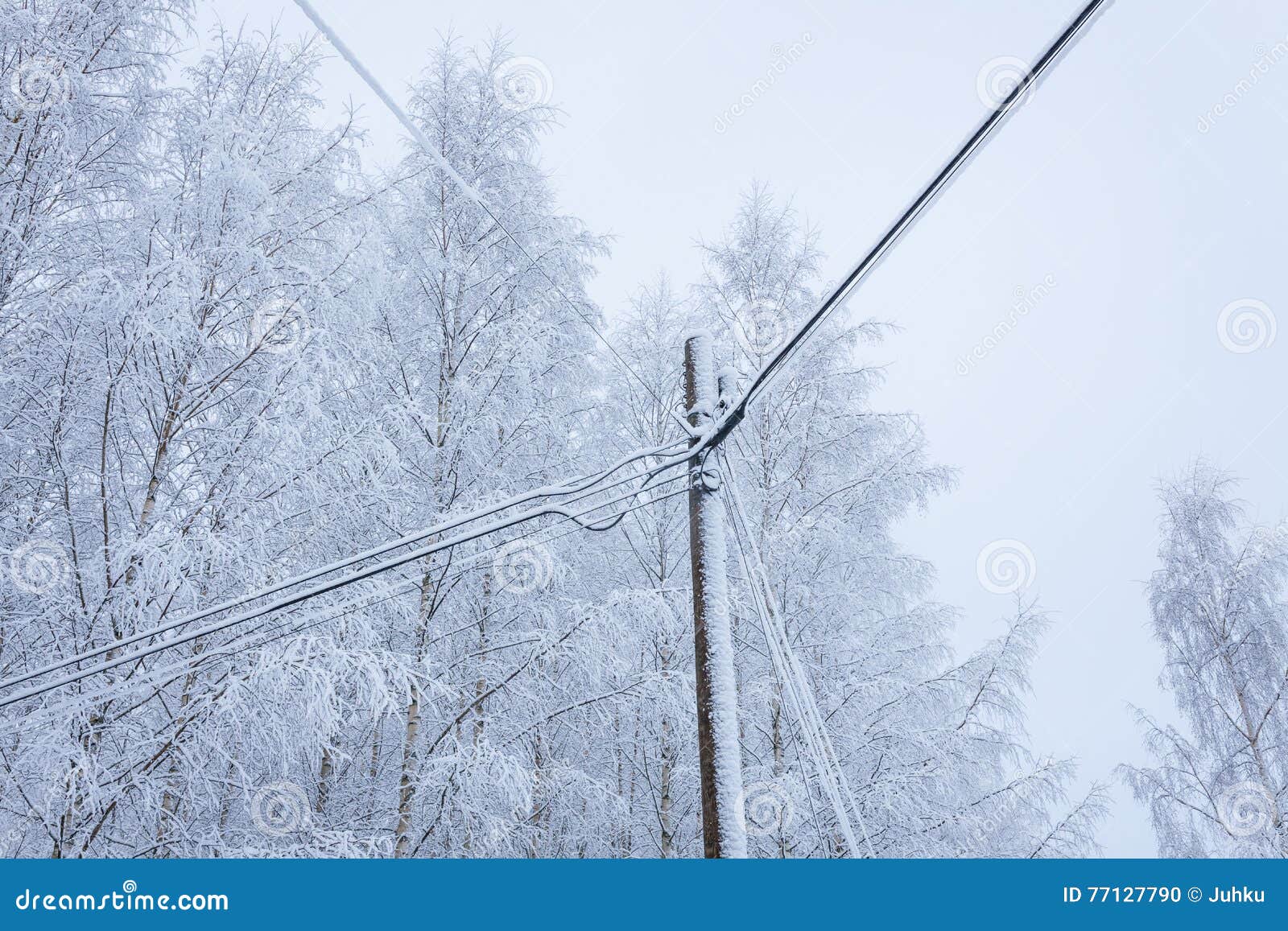 Snow Covered Power Lines and Trees Stock Photo - Image of forest ...