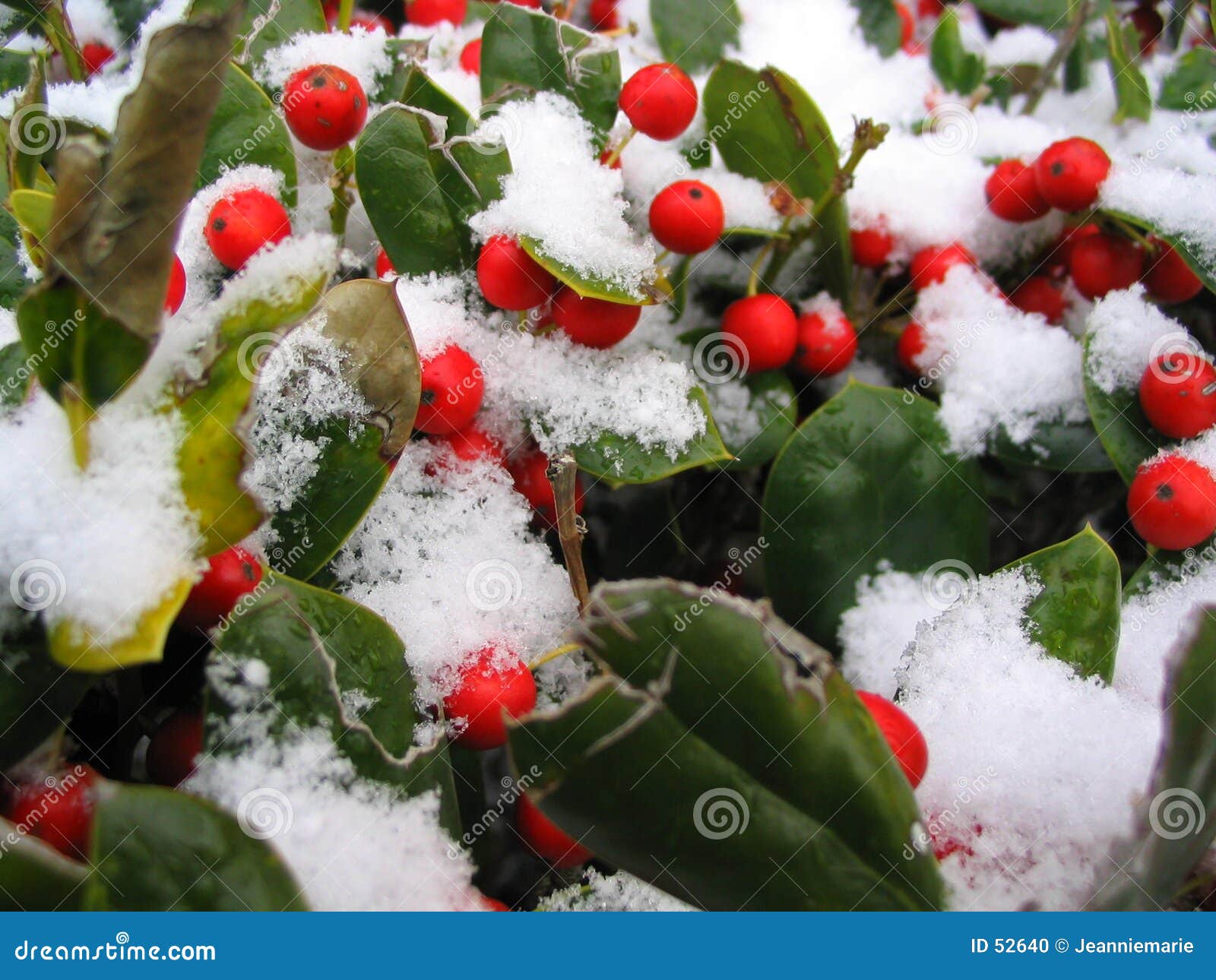 Snow Covered Red Berries stock photo. Image of holiday, winter - 52640