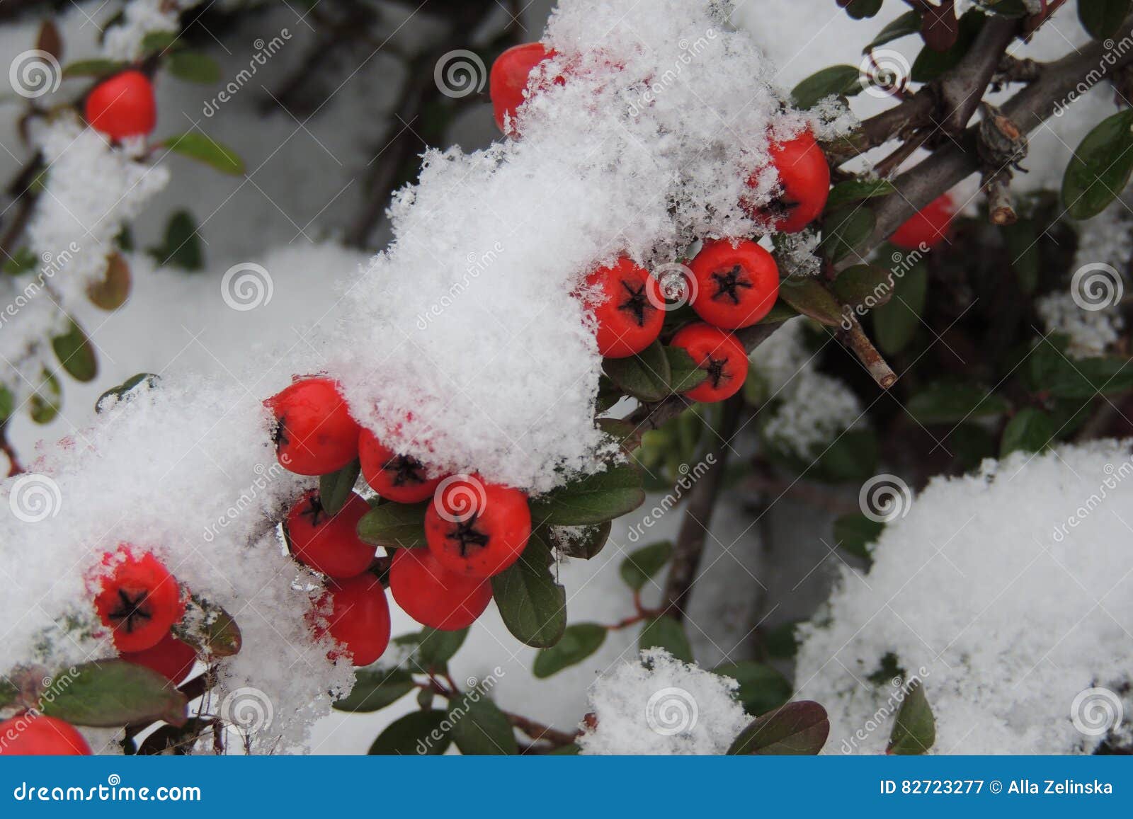 Snow-covered Red Berries on a Branch in the Garden Stock Image - Image ...