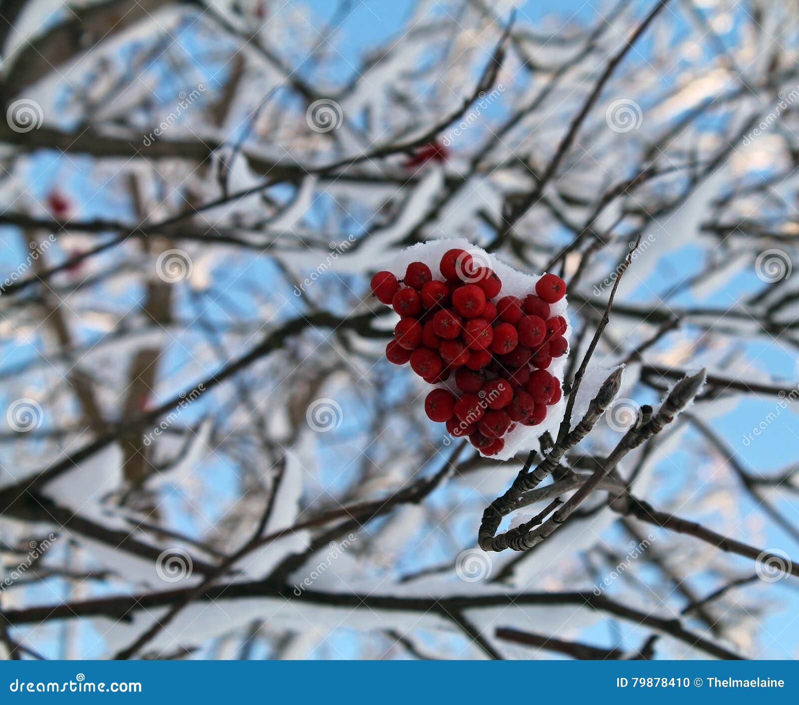 Snow-covered Red Berries in the Branches of an Icy Tree Stock Photo ...