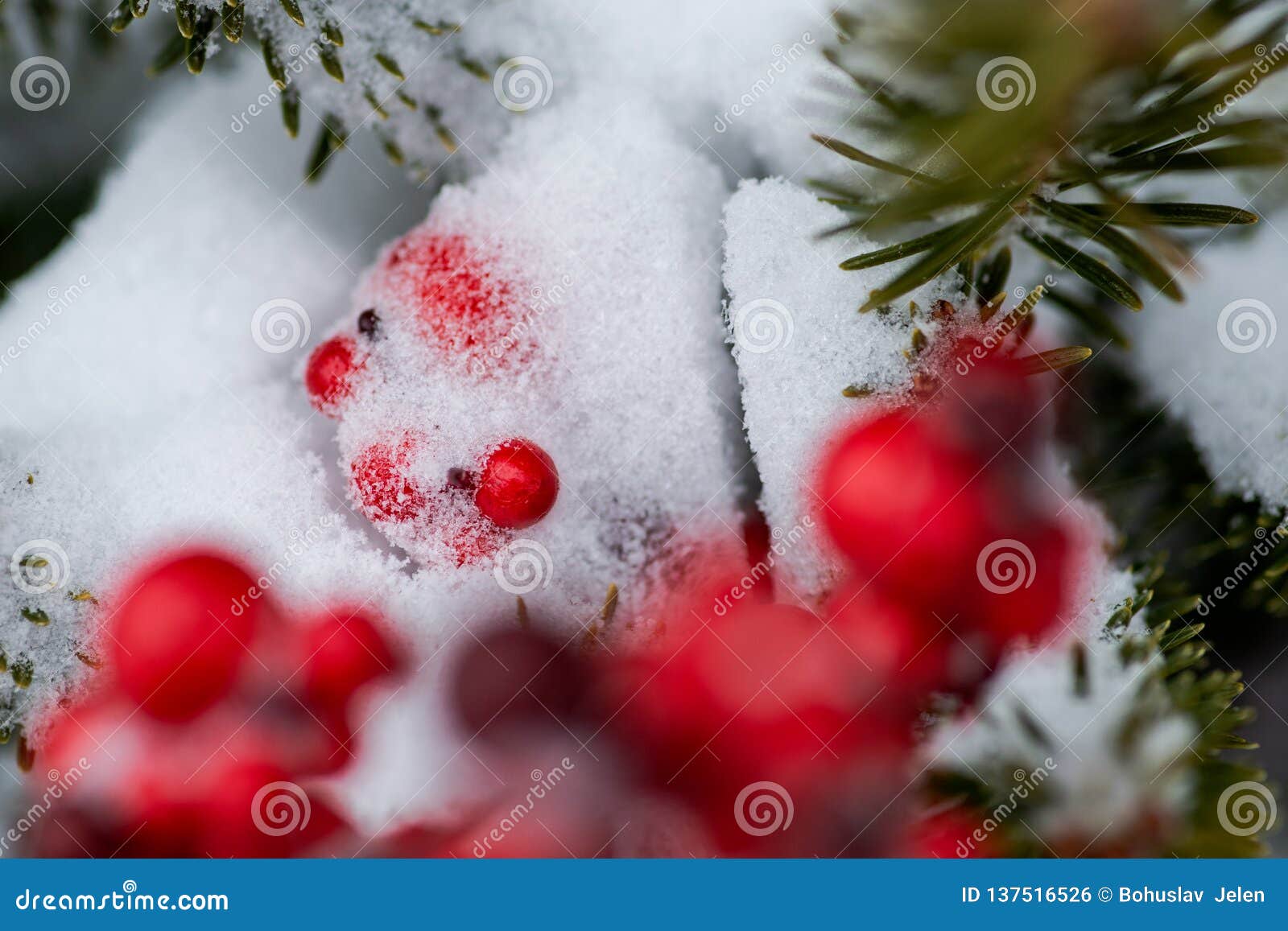 Snow Covered Red Berries on Branches Stock Photo - Image of leaf ...