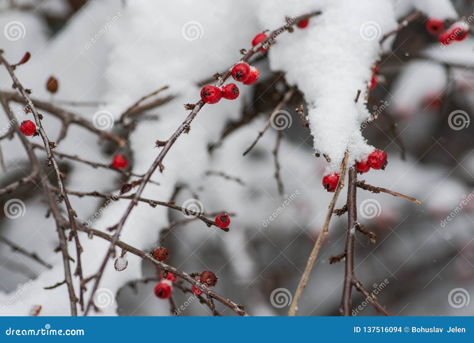 Snow Covered Red Berries on Branches Stock Photo - Image of decorative ...
