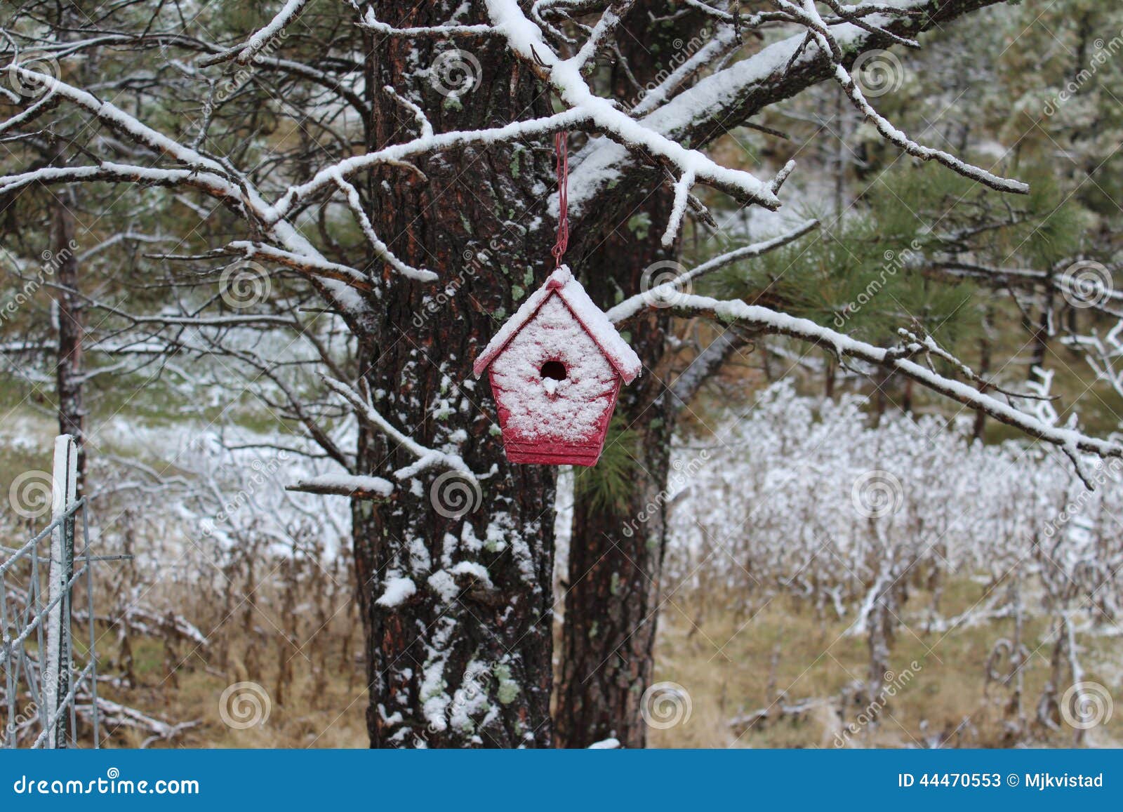 Snow Covered Red Bird House in a Pine Tree Stock Image - Image of coal ...