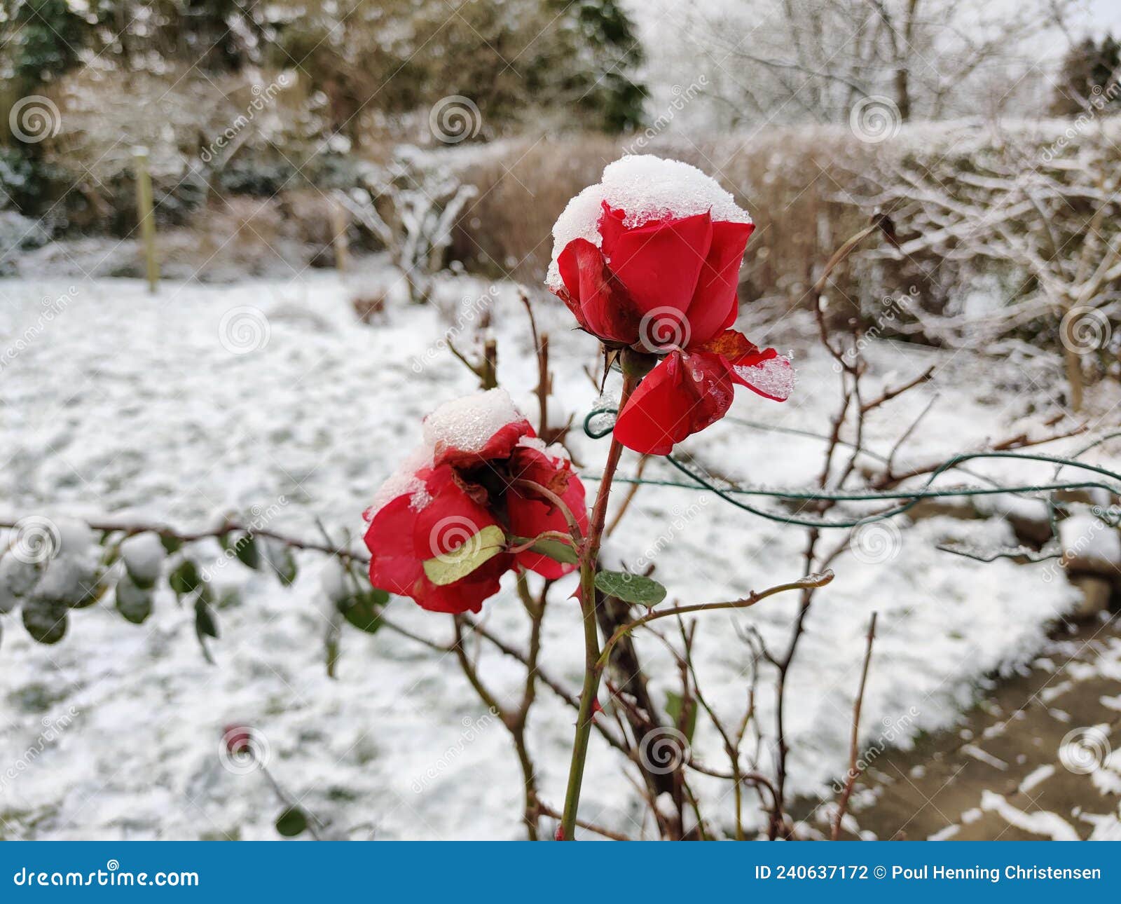 Snow Covered Red Rose in a Garden Stock Photo - Image of winter ...