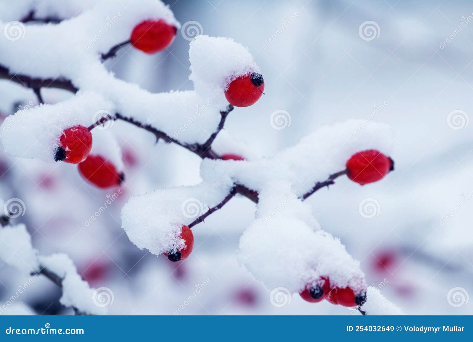 Snow-covered Red Rosehip Berries on a Bush in Winter on a Blurred ...