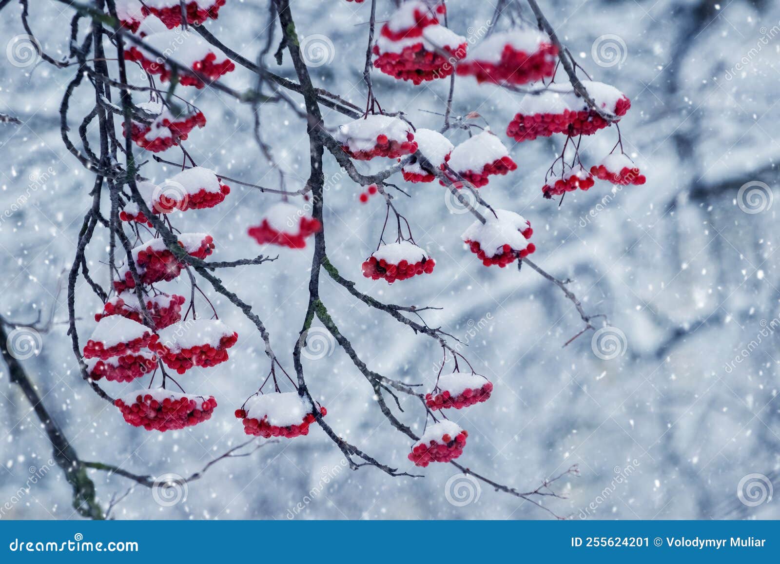 Snow-covered Red Viburnum Berries on a Tree in Winter during a Snowfall ...