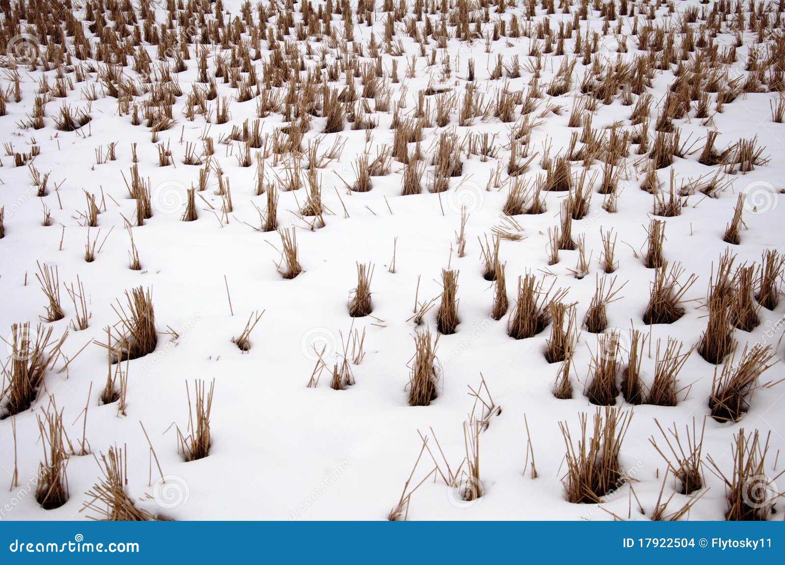 Snow-covered rice stem stock photo. Image of stem, harvest - 17922504