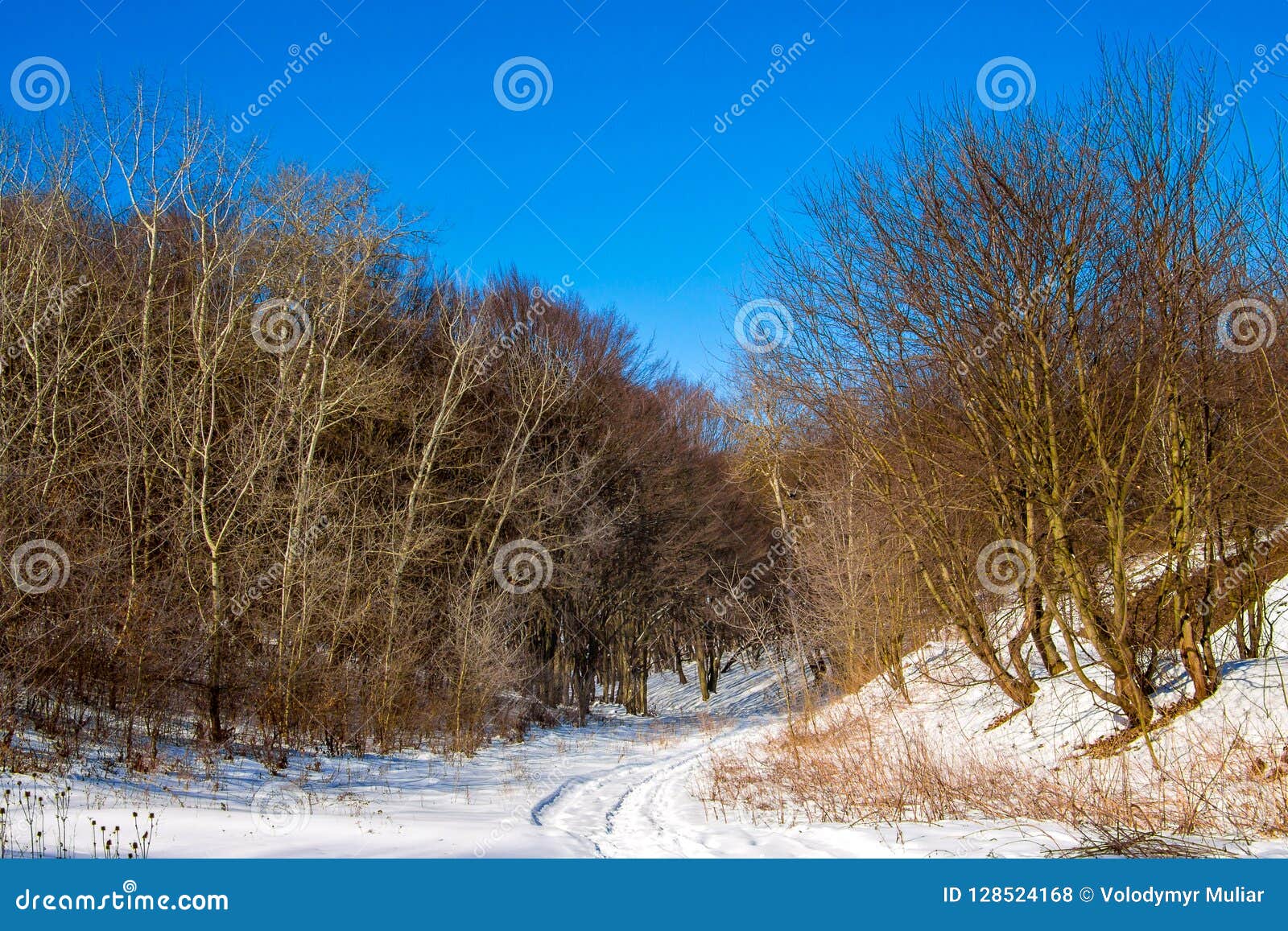 Snow-covered Road among Dense Trees in the Woods. Winter in the Stock ...