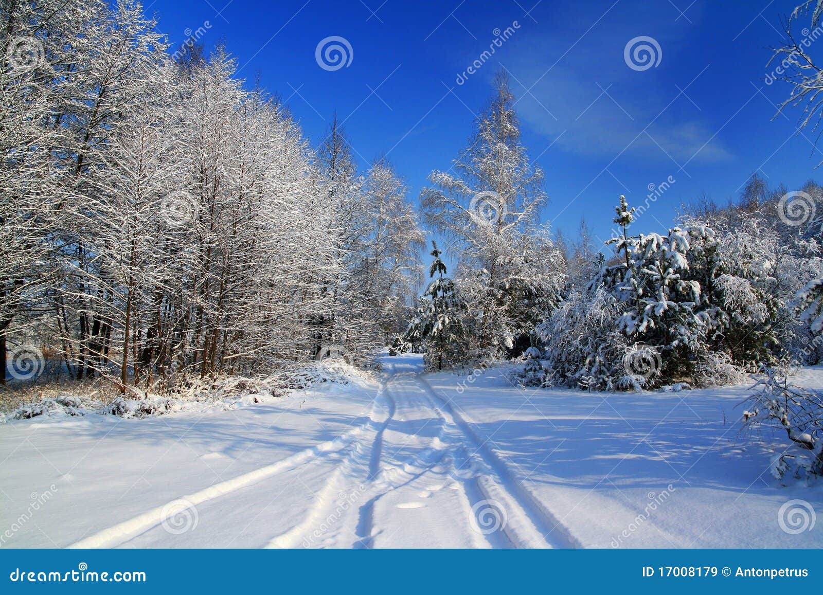 Snow-covered Road in the Forest Stock Image - Image of sunlight, blue ...