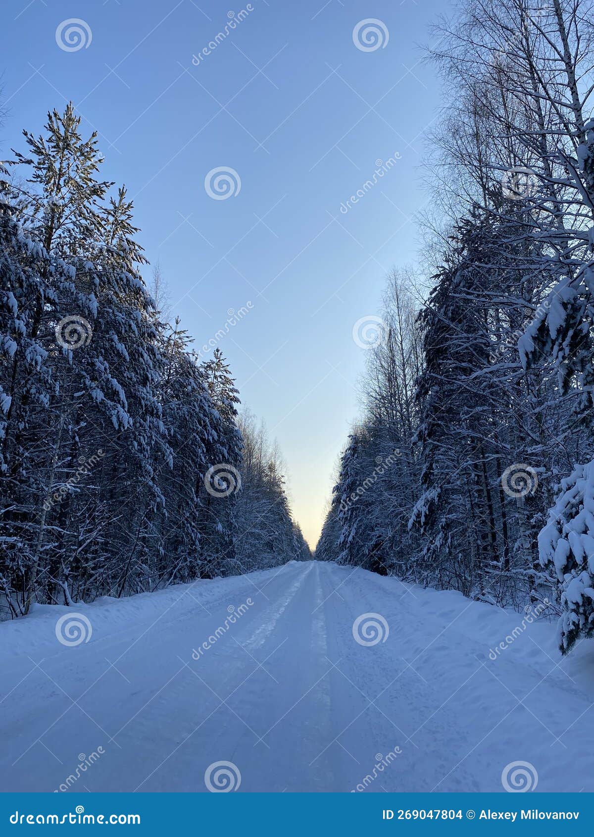 Snow Covered Road through Winter Forest Stock Photo - Image of cold ...