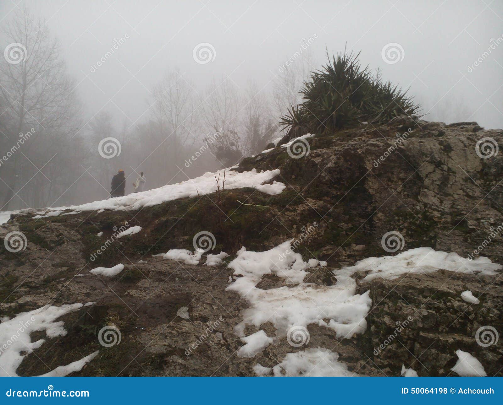 Snow Covered Rock & Plants Stock Photo - Image of details, rocks: 50064198