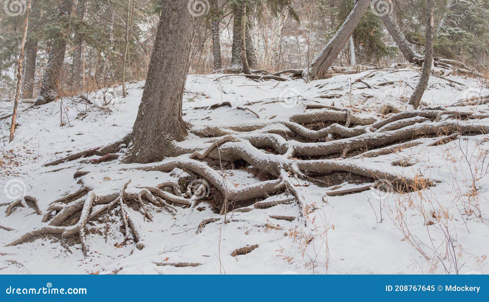 Snow covered roots stock image. Image of covered, winter - 208767645