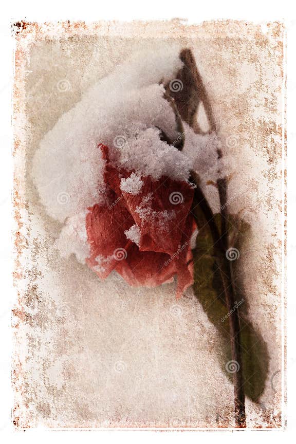 Snow Covered Rose stock illustration. Illustration of snow - 18415323