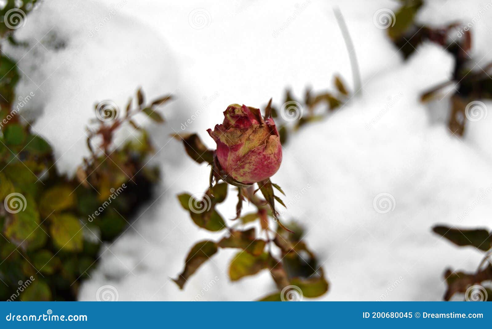 A Snow-covered Rose Withering from the Cold Weather Stock Image - Image ...