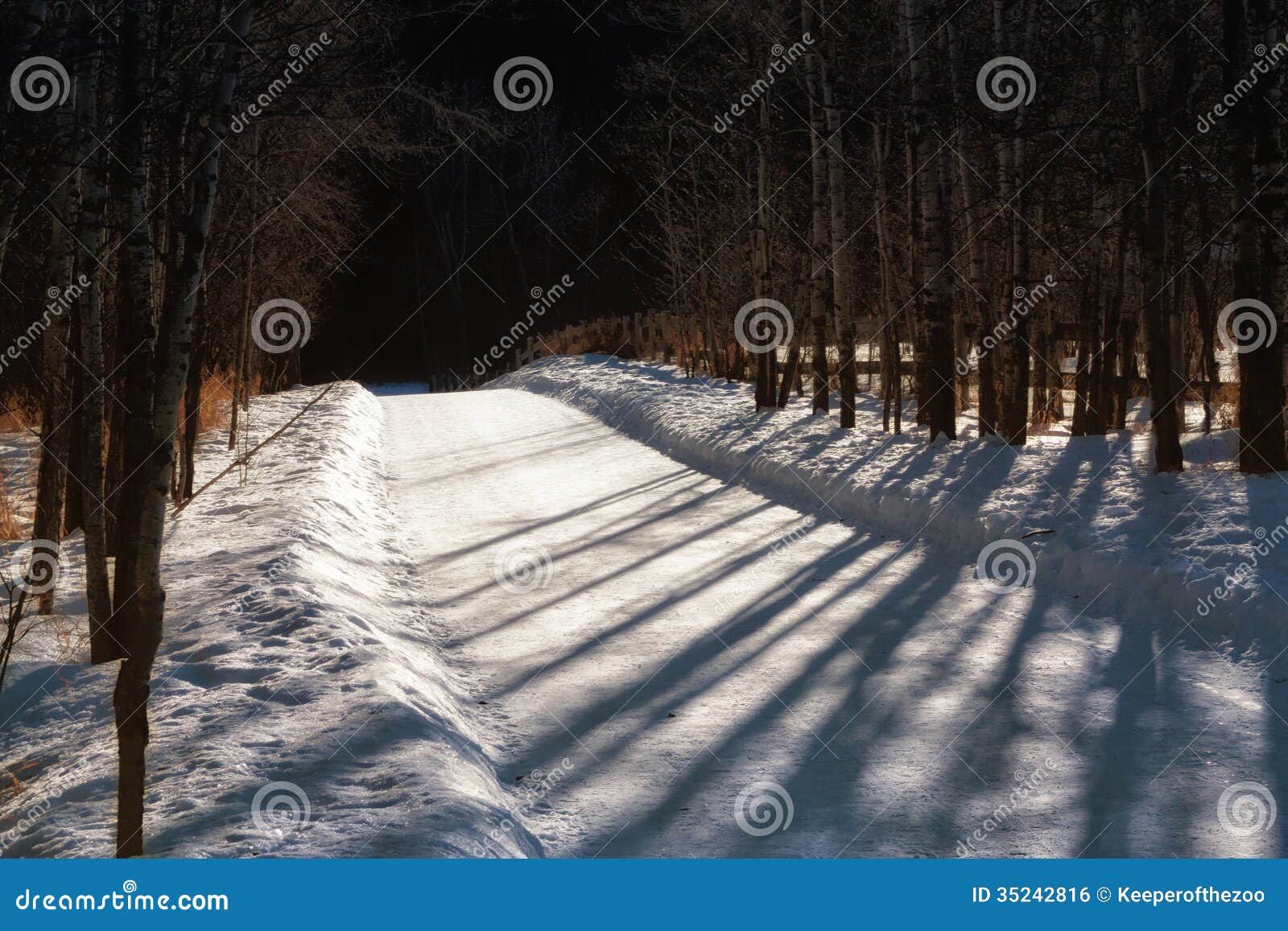 Snow Covered Shadowy Pathway Stock Photo - Image of natural, beautiful ...