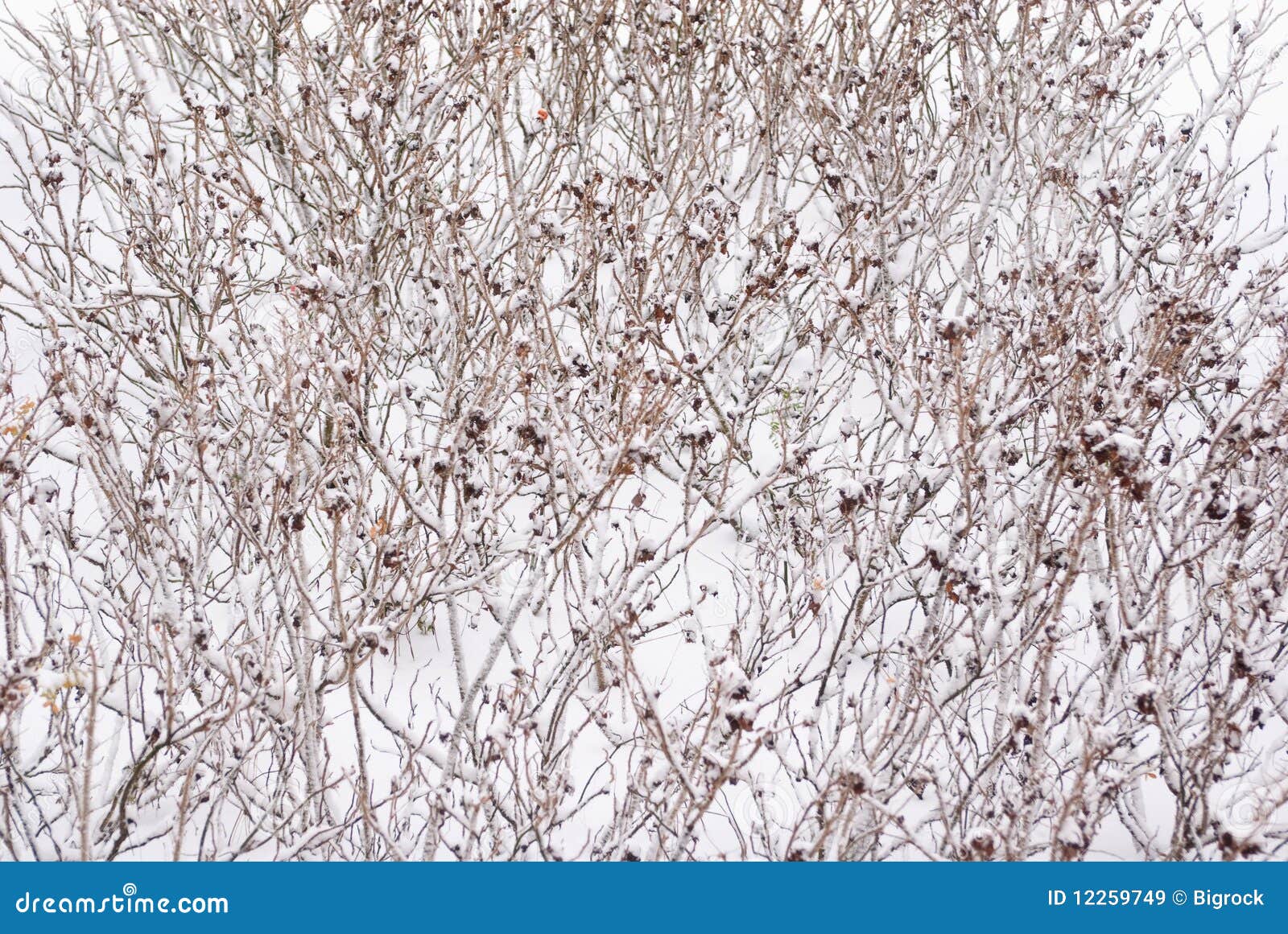 Snow covered shrubs stock image. Image of branches, thorns - 12259749