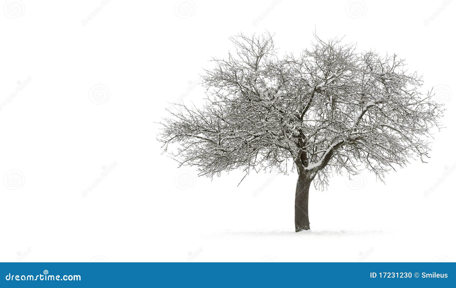 Single Tree Horizontal Stock Photo | CartoonDealer.com #15824010
