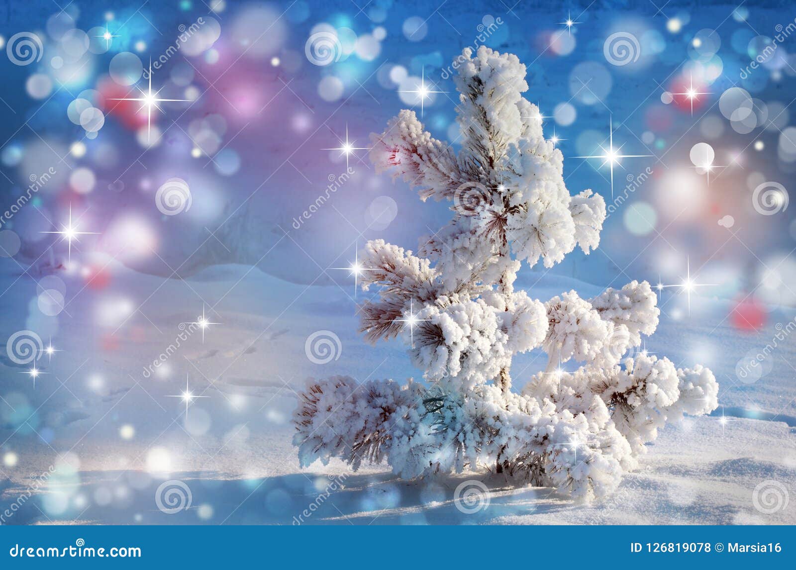 Snow Covered Small Pine Tree Stock Photo - Image of cold, season: 126819078