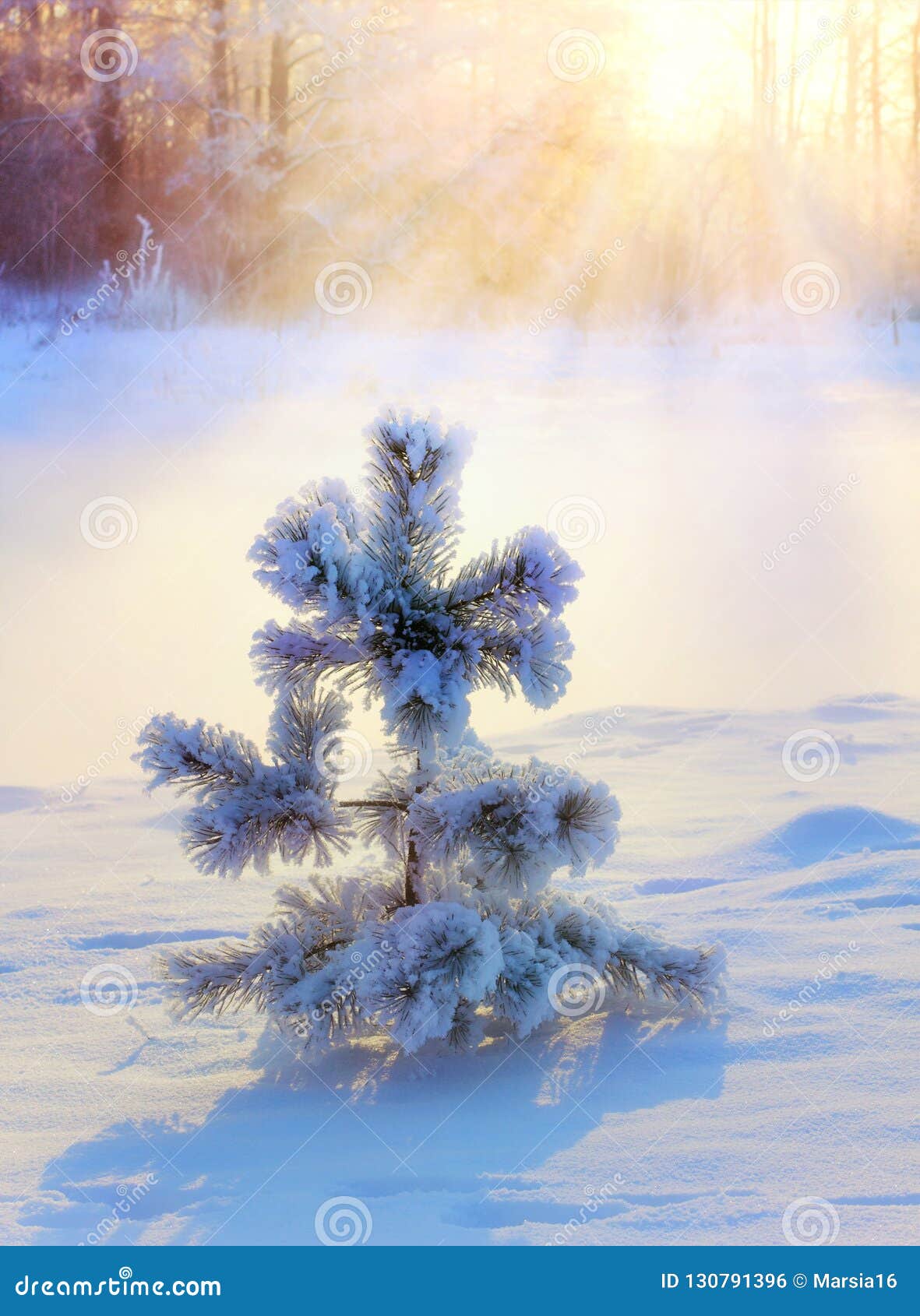 Snow Covered Small Pine Tree Stock Photo - Image of frost, branshes ...