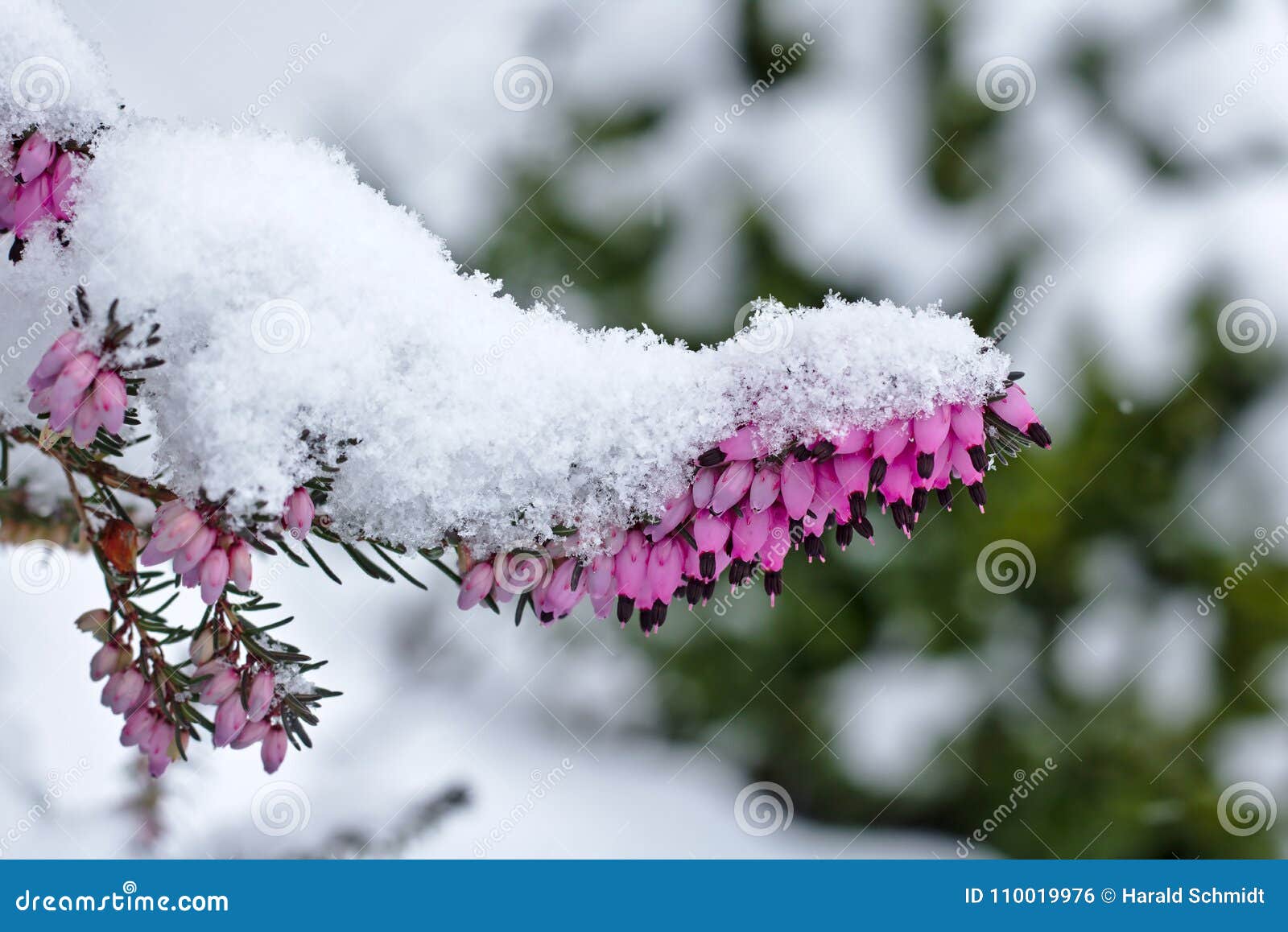 Snow-covered Spring Heath in Bloom Stock Photo - Image of erica, frost ...