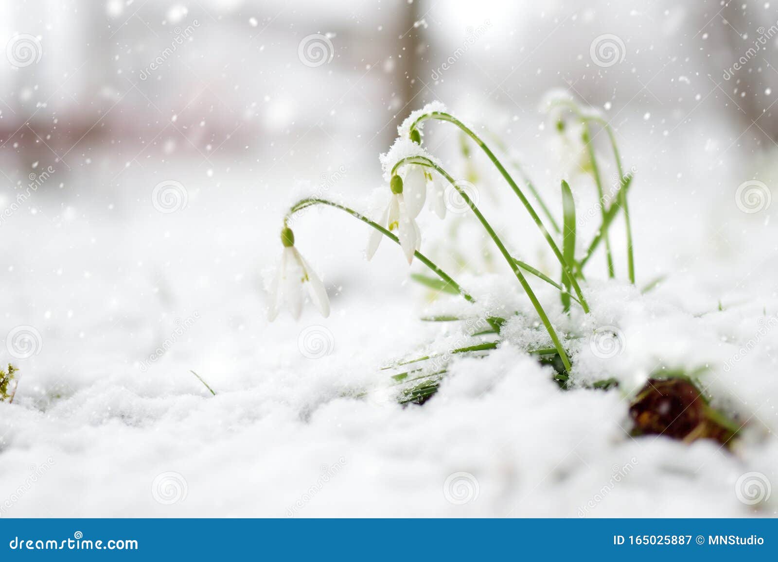 Snow Covered Spring Snowdrop Flowers Blossoming Outdoors. First Flowers ...