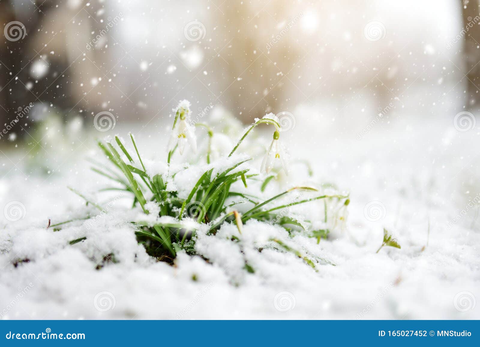 Snow Covered Spring Snowdrop Flowers Blossoming Outdoors. First Flowers ...