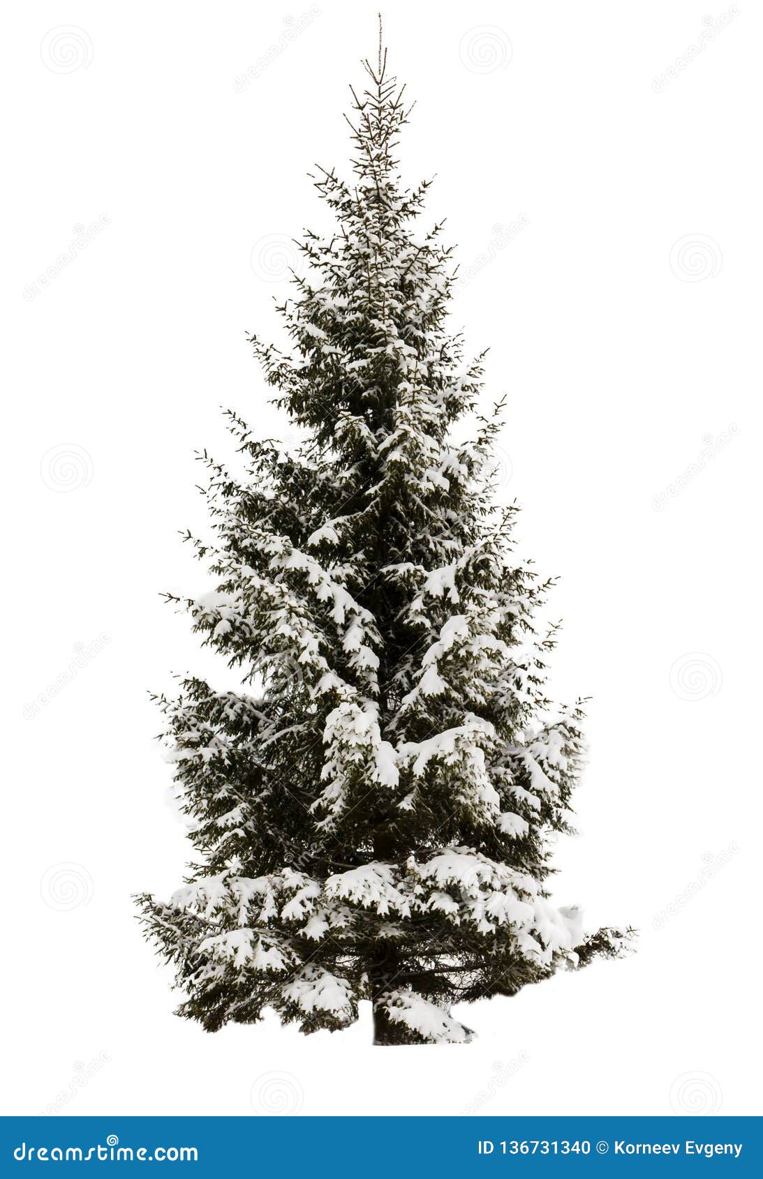 Snow-covered Spruce. No Background, Isolated Object. Evergreen Stock ...