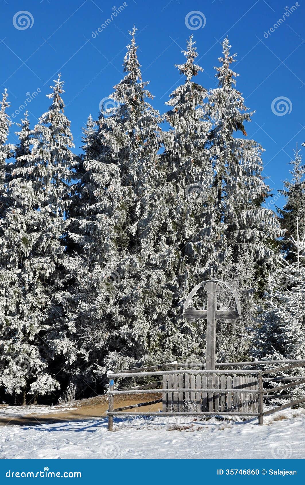 Snow Covered Spruce Trees and Blue Sky Stock Photo - Image of outdoor ...