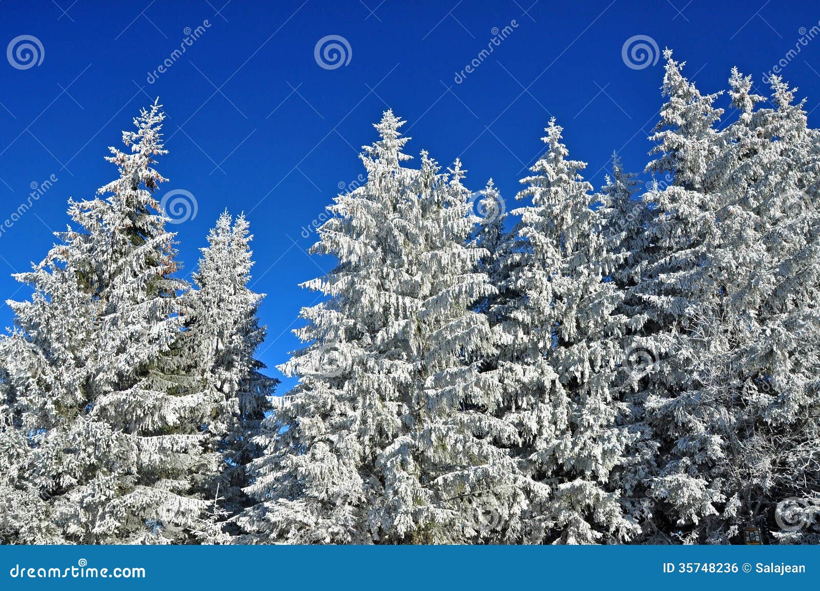 Snow Covered Spruce Trees and Blue Sky Stock Photo - Image of ...