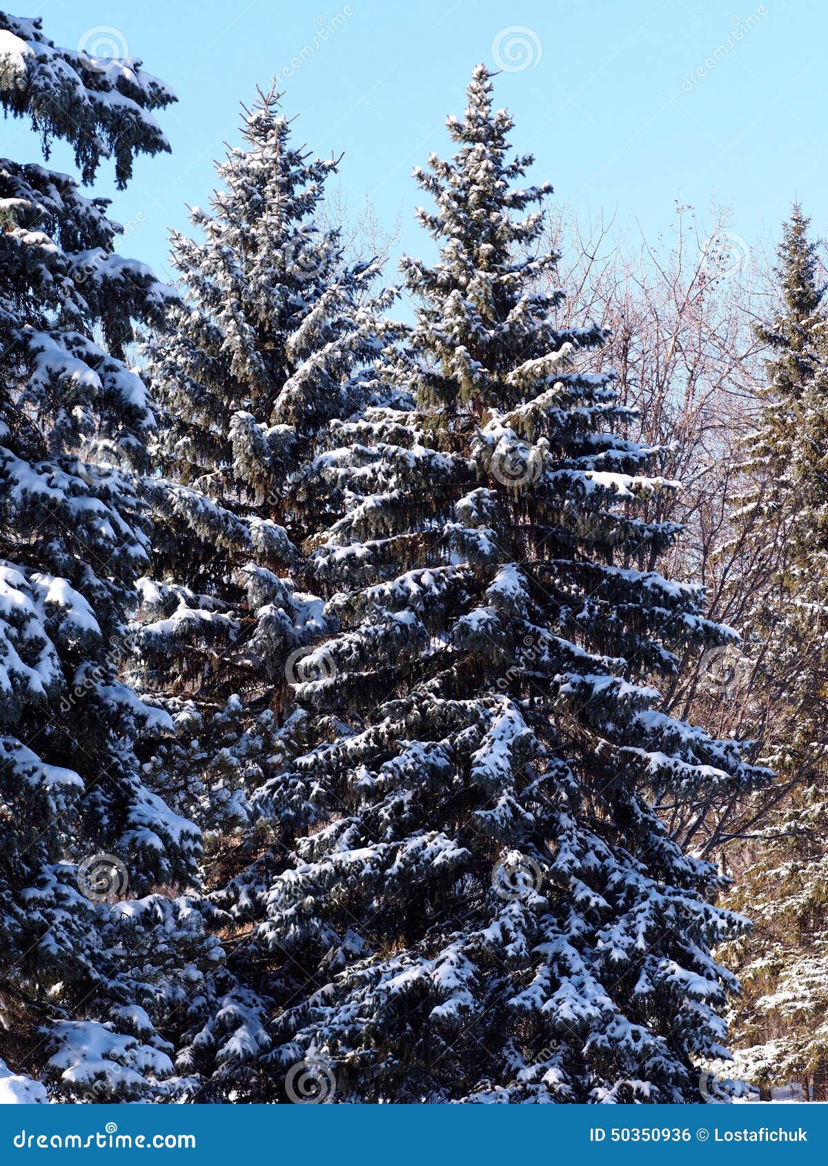 Snow Covered Spruce Trees stock photo. Image of spruce - 50350936