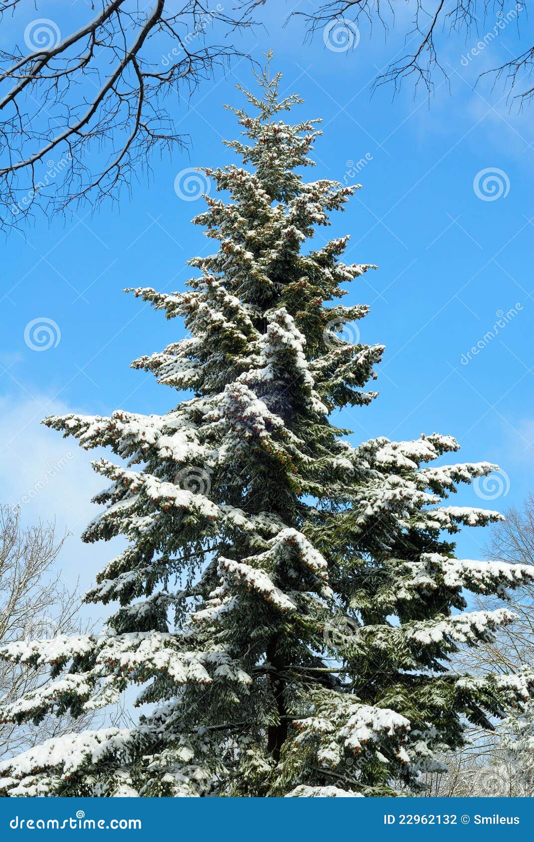 Snow-covered Tall Fir Tree and Blue Sky Stock Photo - Image of ...