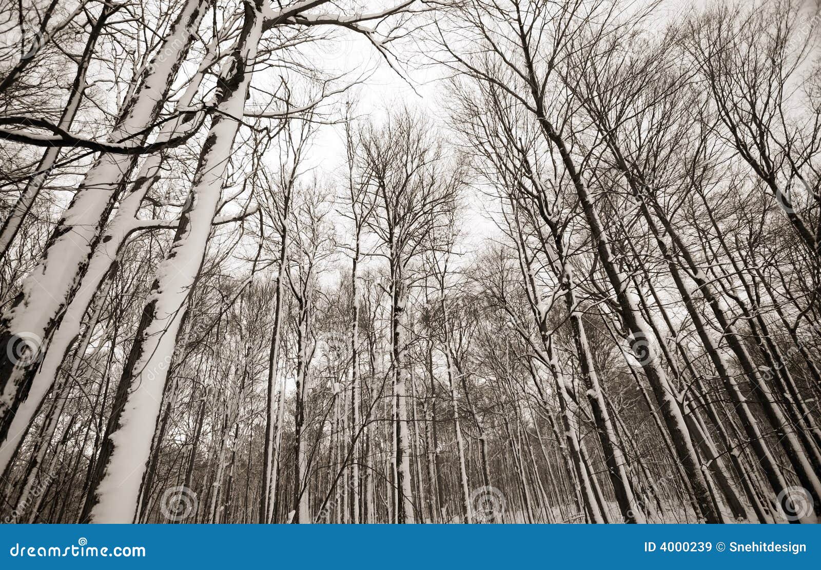 Snow Covered Tall Trees stock image. Image of forest, winter - 4000239