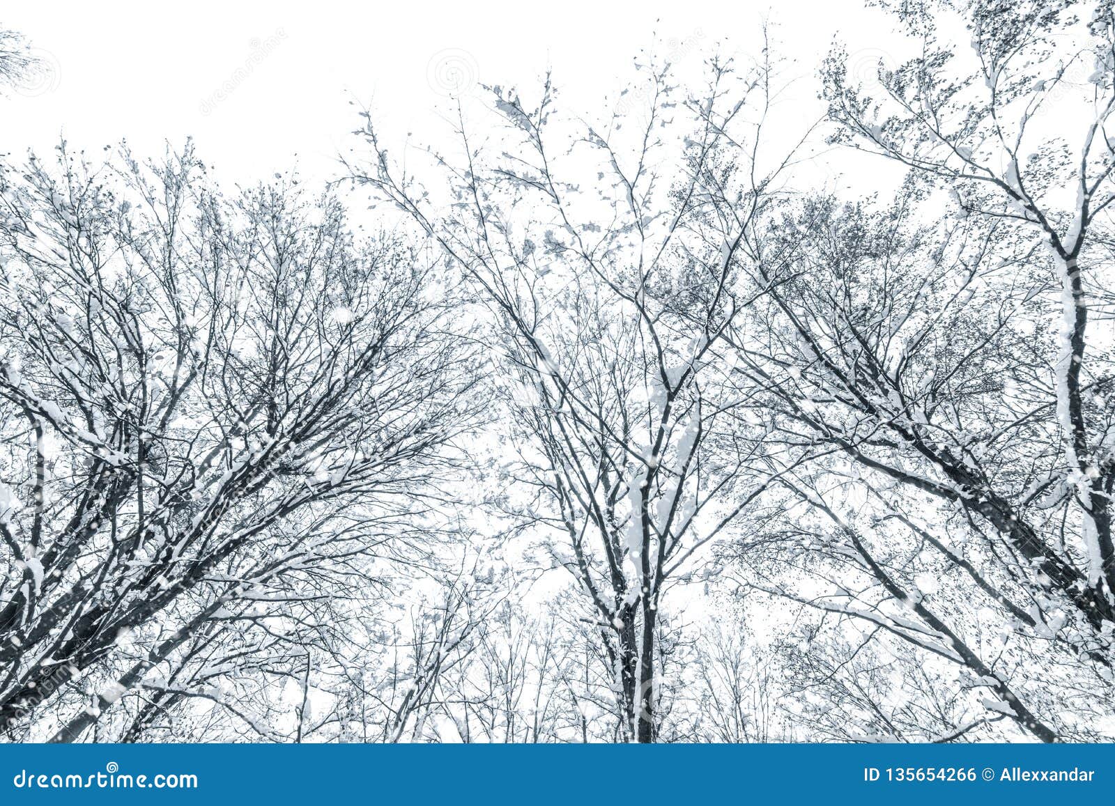 Snow Covered Top Trees ,Winter Trees Crown Stock Photo - Image of snow ...